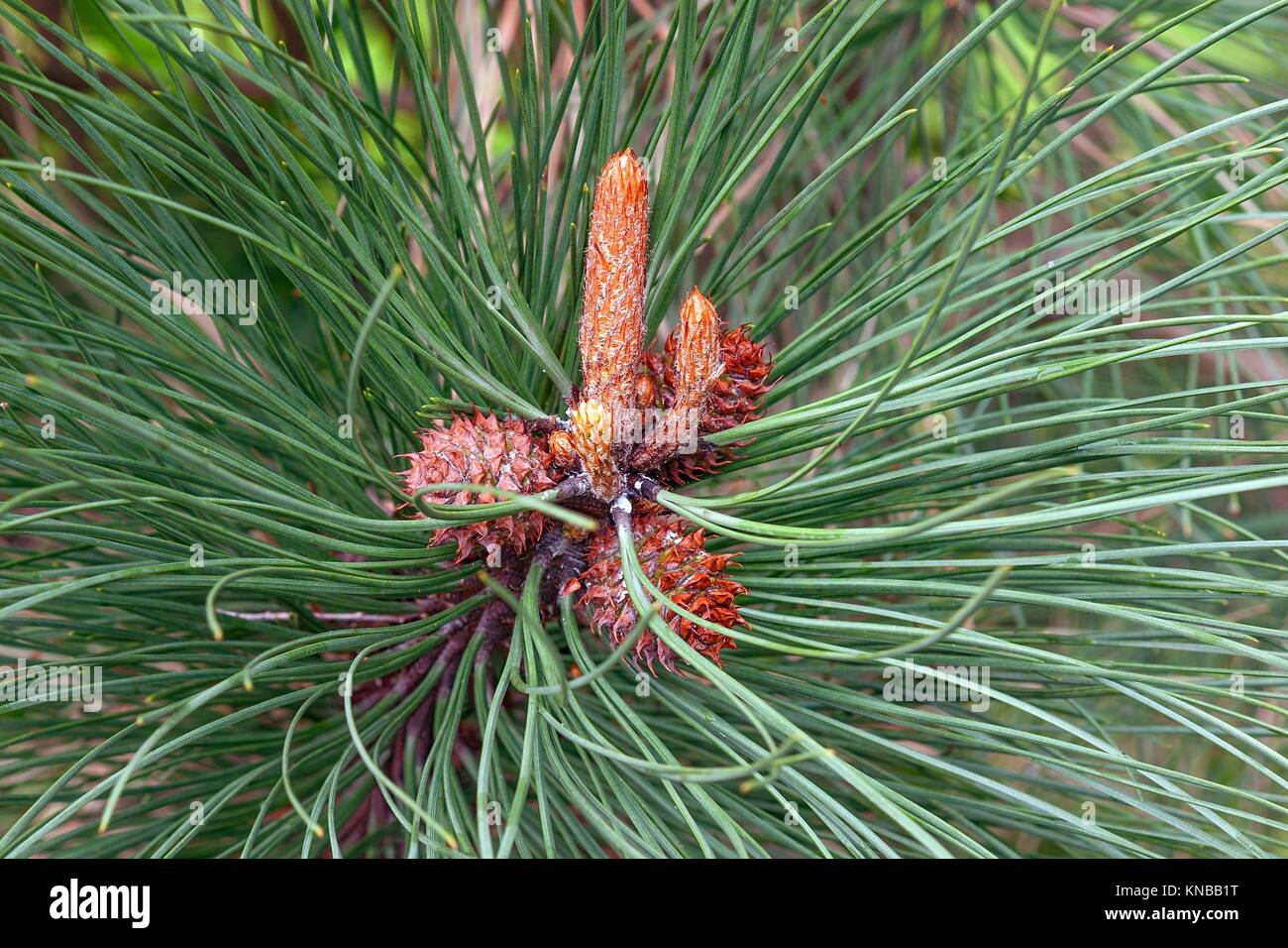 Blackjack Plant High Resolution Stock Photography and Images - Alamy