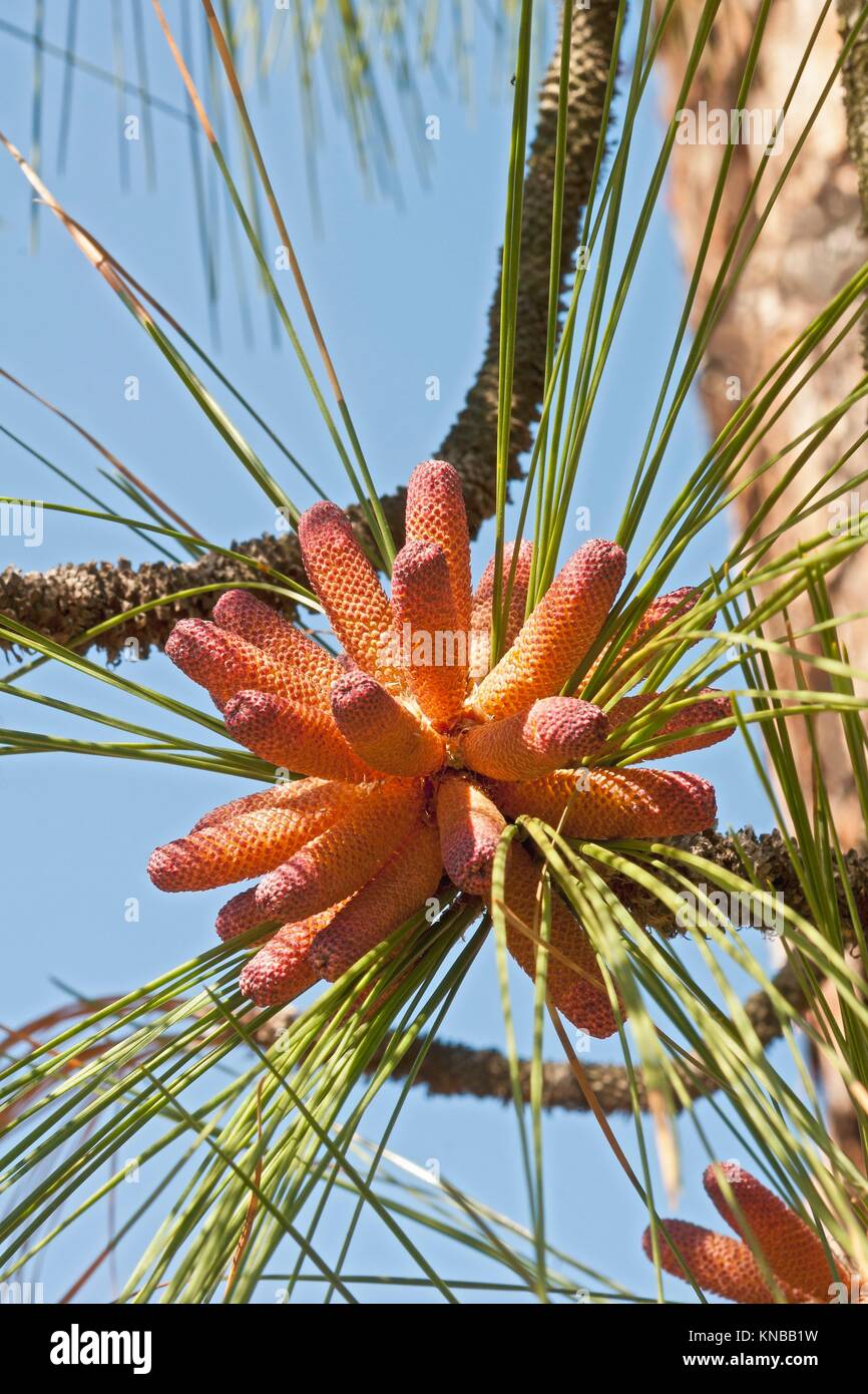 Southern Yellow Pine Stock Photos & Southern Yellow Pine Stock Images ...