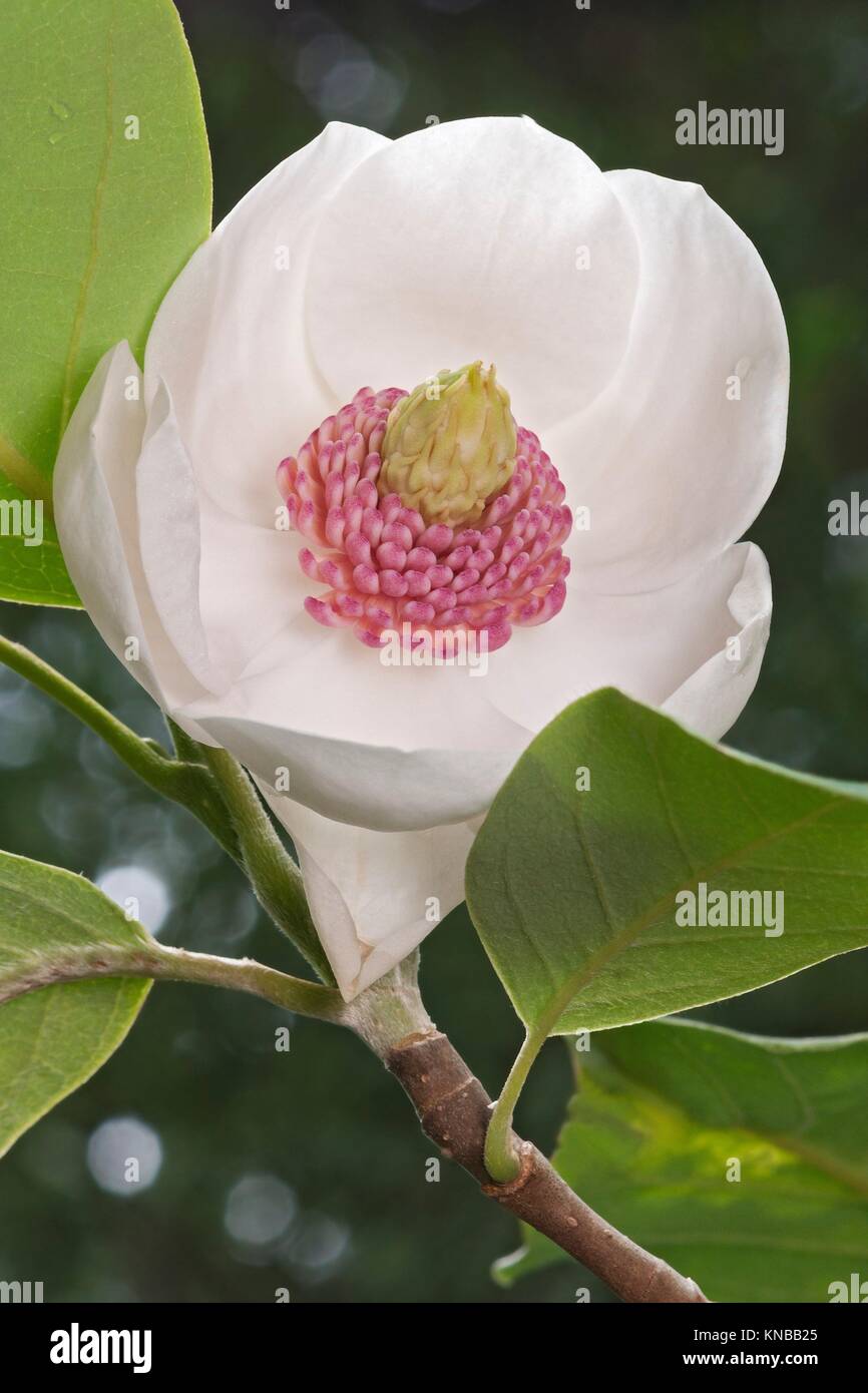 Magnolia sieboldii ‘colossus’ hi-res stock photography and images - Alamy