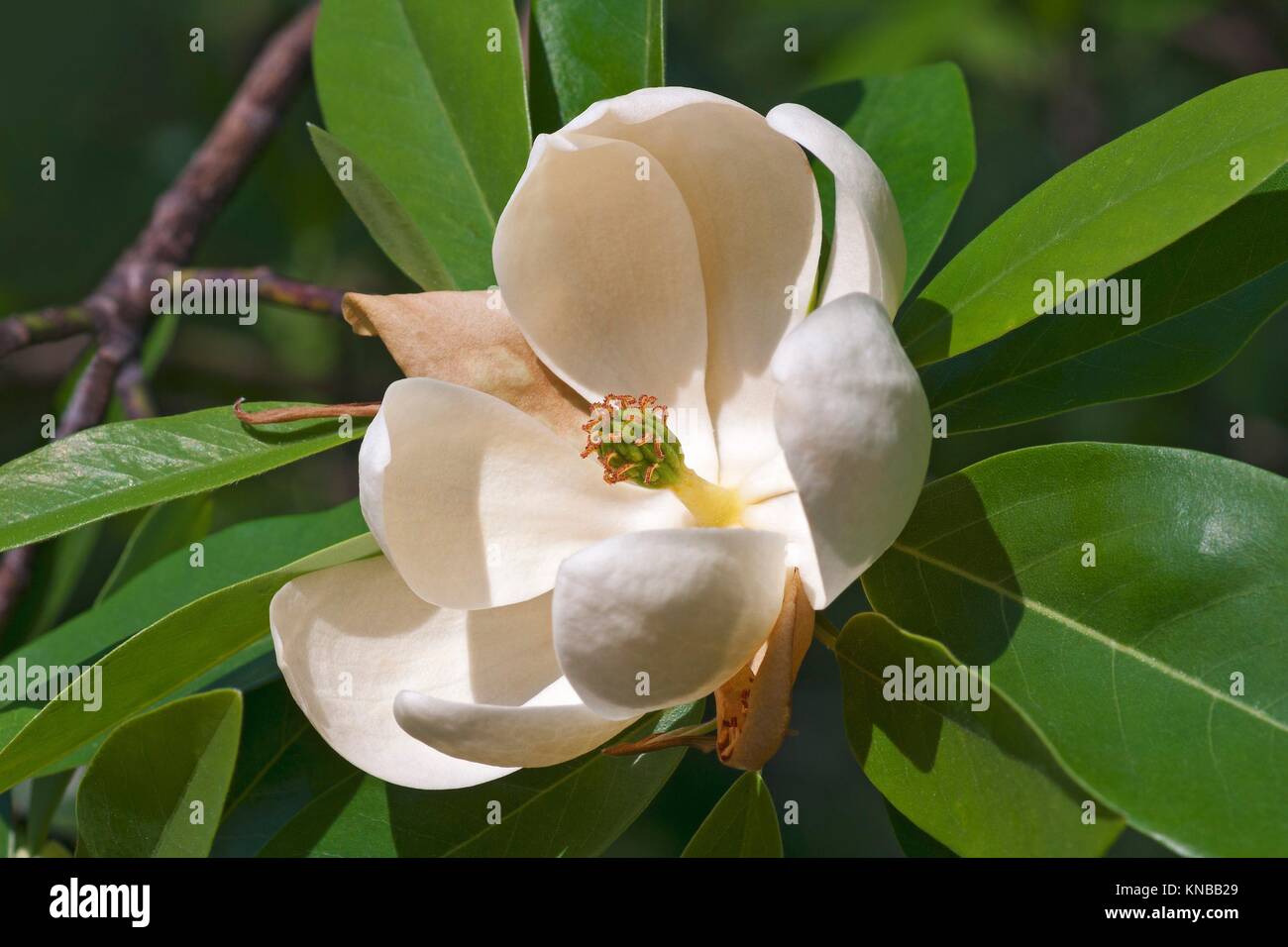 Sweetbay magnolia tree High Resolution Stock Photography and Images - Alamy