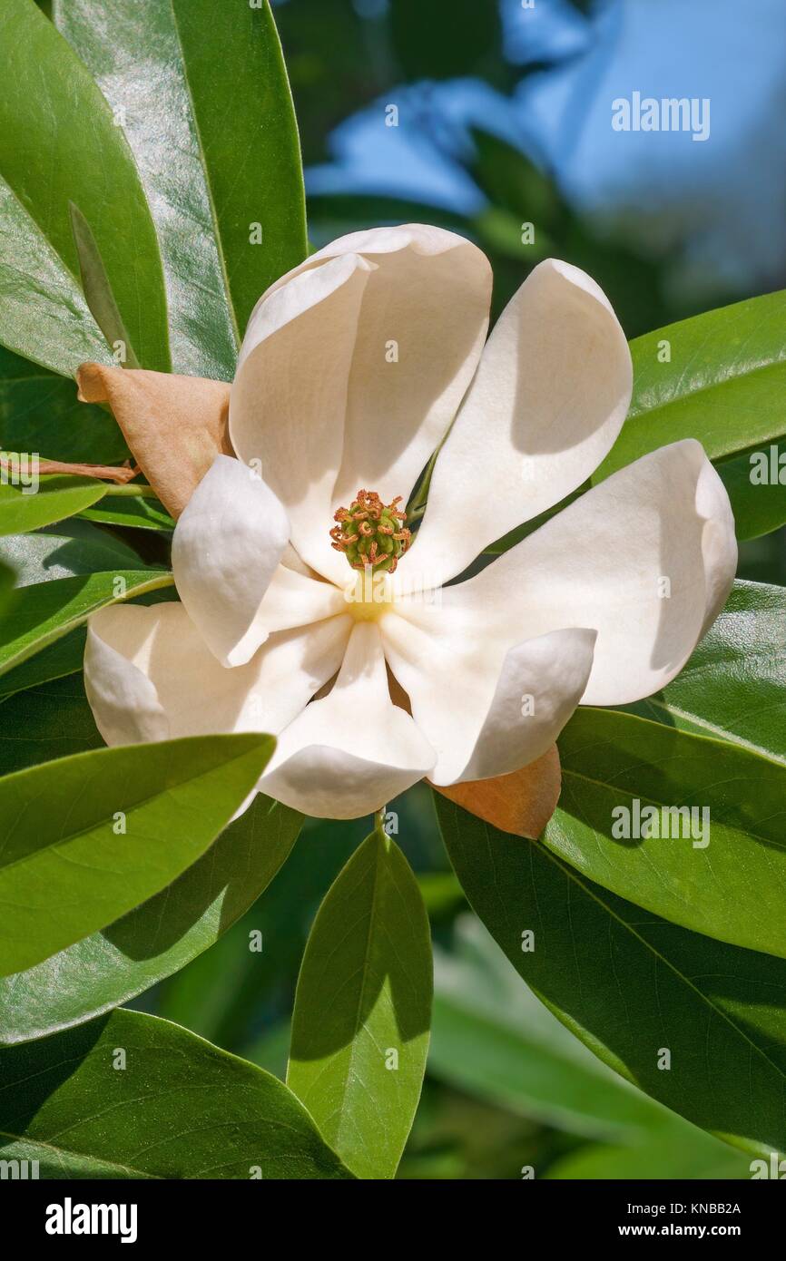Sweetbay magnolia tree High Resolution Stock Photography and Images - Alamy