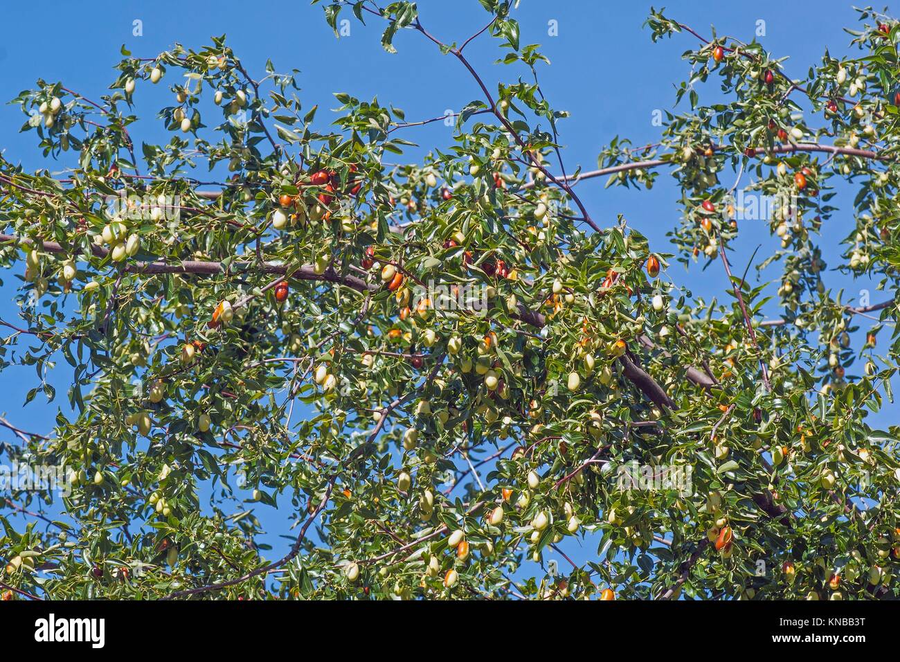 Indian jujube tree hi-res stock photography and images - Alamy
