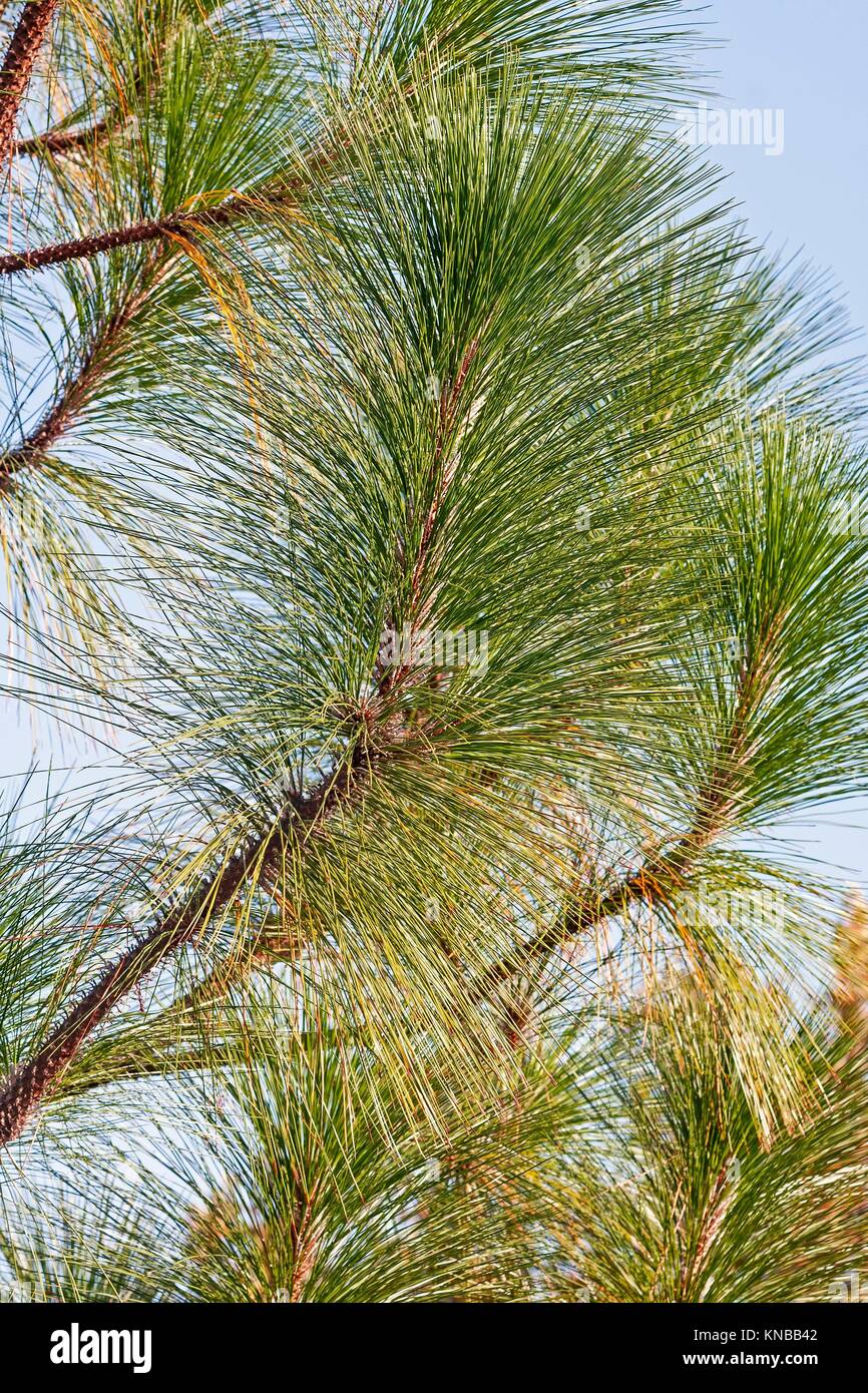 Longleaf pine tree hi-res stock photography and images - Alamy