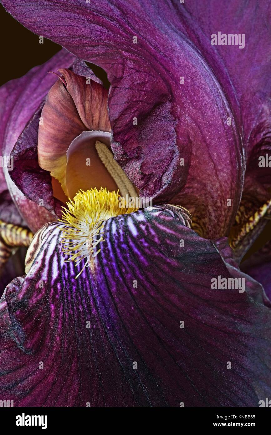 German Iris Iris X Germanica High Resolution Stock Photography and ...