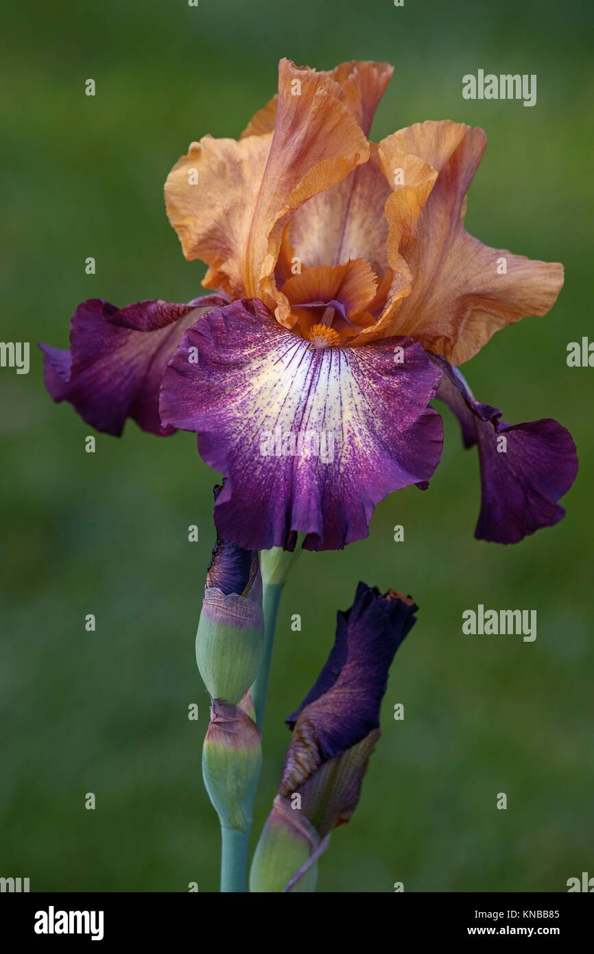 Hybrid German iris (Iris x germanica). Close up image of multicolored ...