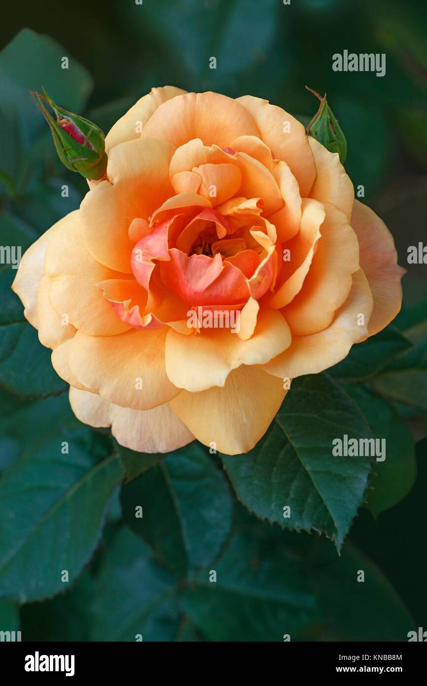 Hybrid rose (Rosa x hybrid). Close up image of single flower Stock ...
