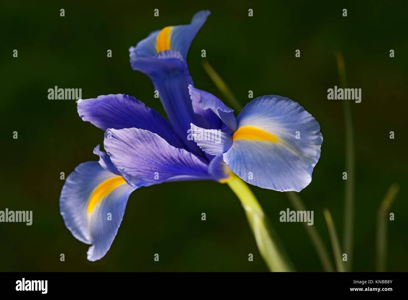 Dutch iris (Iris xiphium). Called Spanish iris also. Another scientific ...