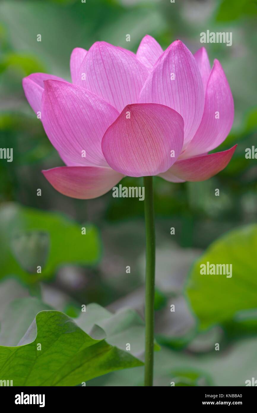 Lotus flower side view hi-res stock photography and images - Alamy
