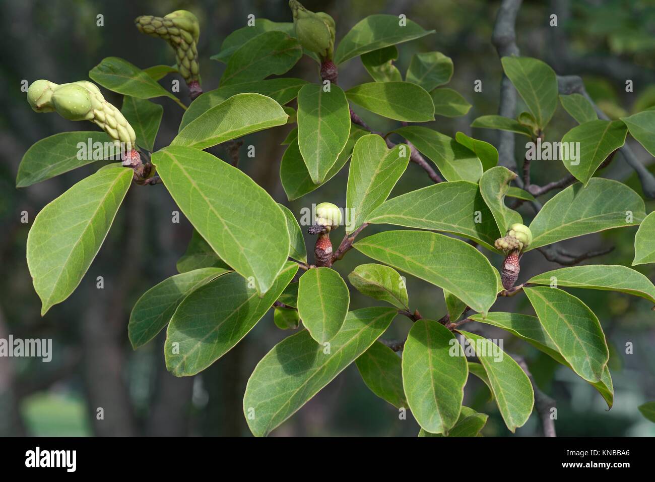 Chinese magnolia tree hi-res stock photography and images - Alamy