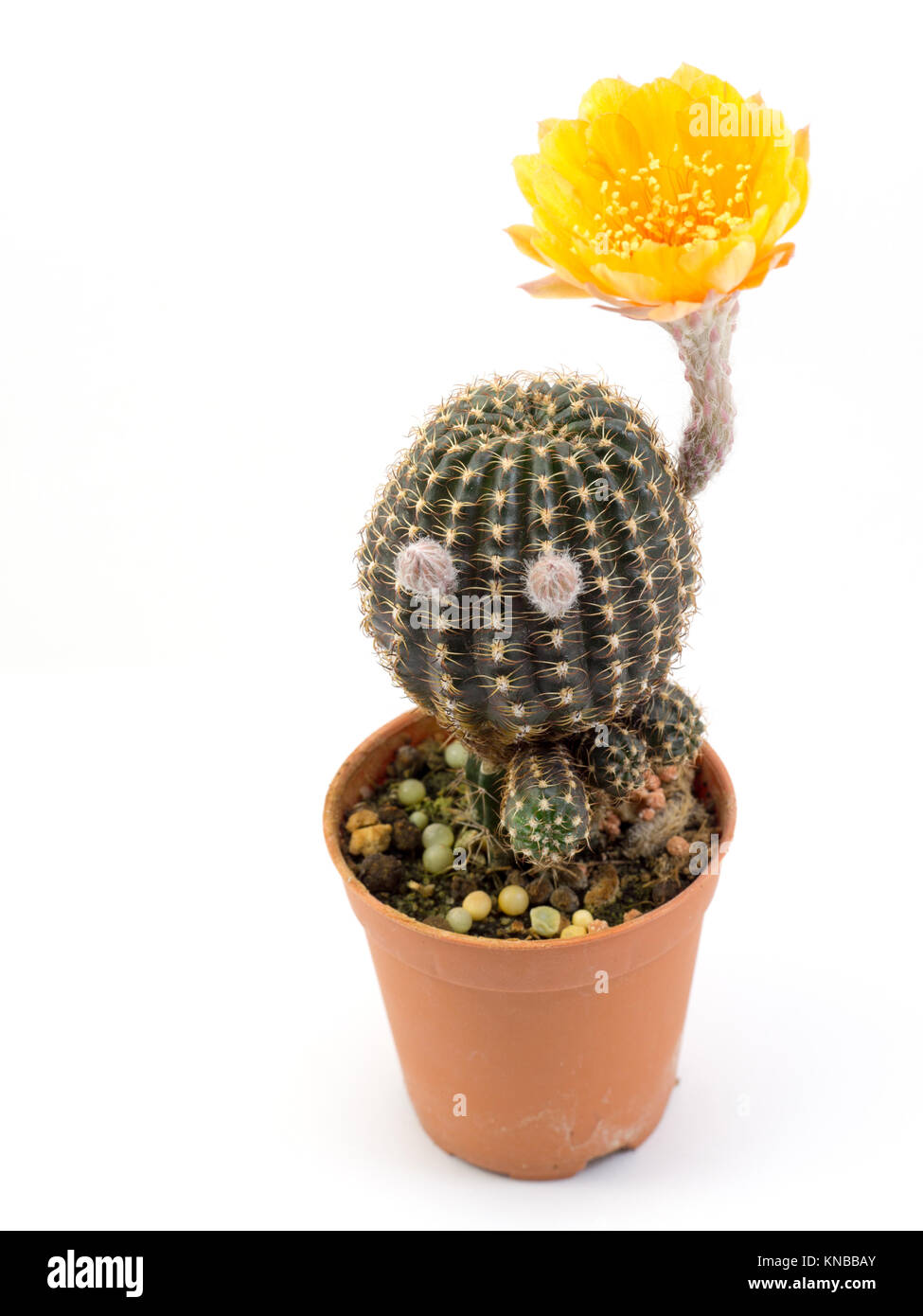 Cactus with yellow flower in a pot. Isolated on a white background ...