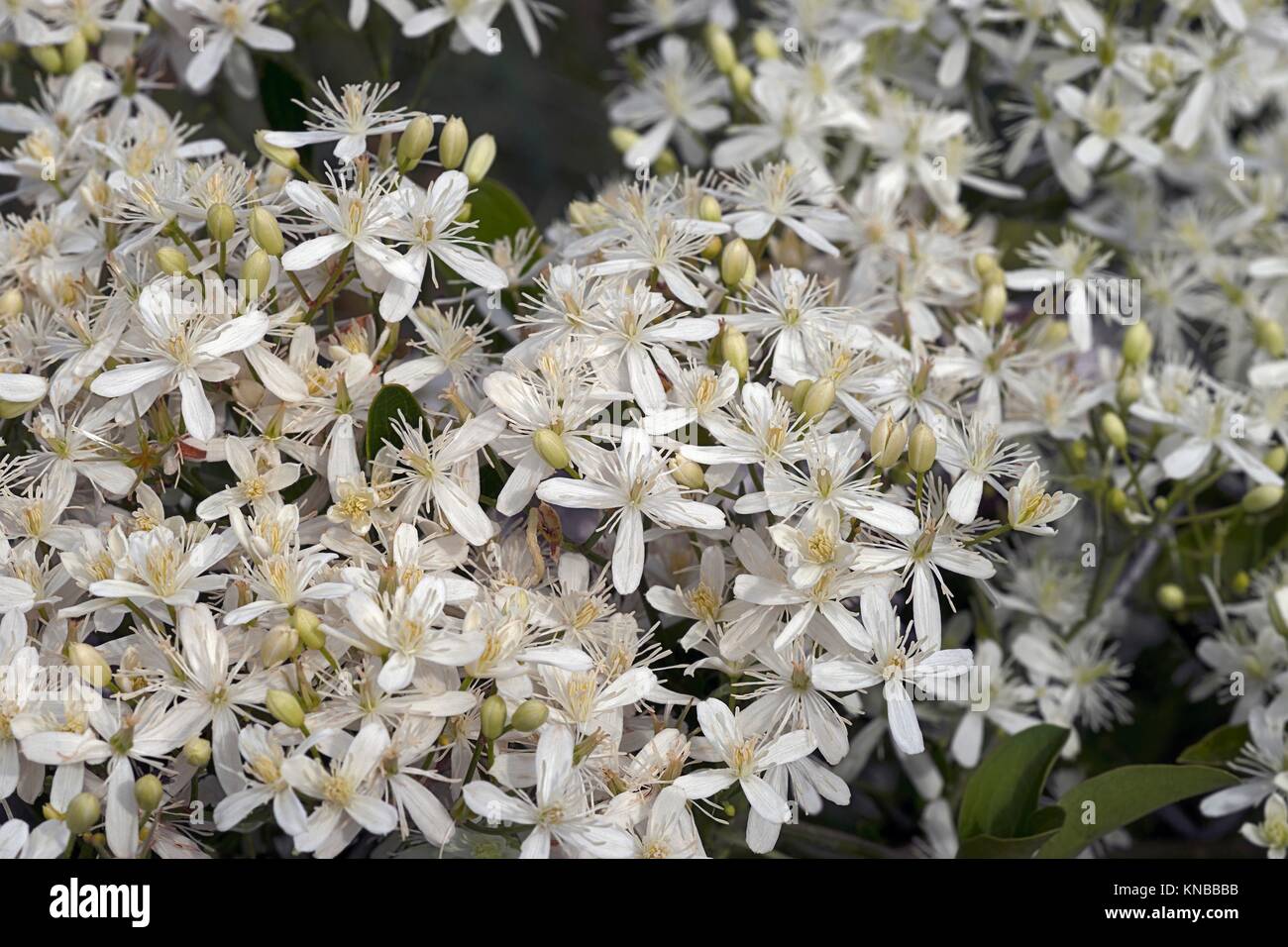Clematis Virginiana High Resolution Stock Photography and Images - Alamy