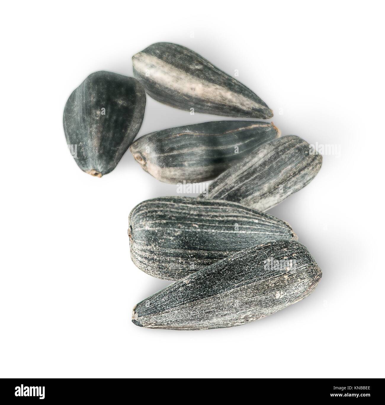 Several sunflower seeds in a row isolated on white background Stock ...