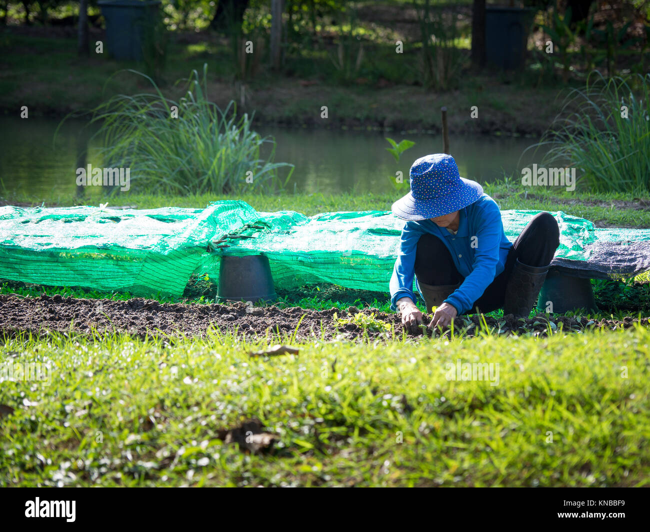 Farmer is planting seedlings in plots. The front is green grass. The ...