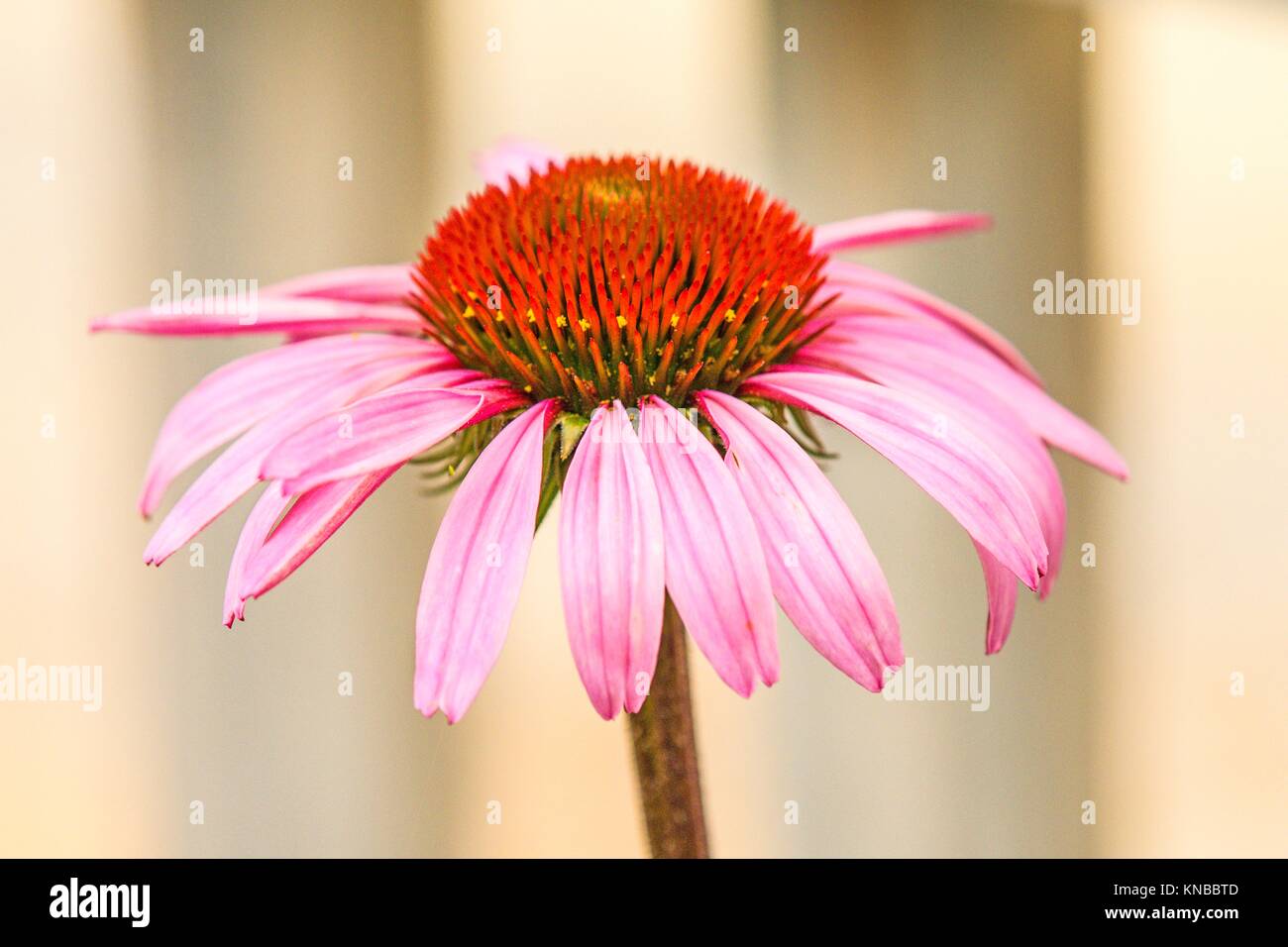 American cone flower hi-res stock photography and images - Alamy
