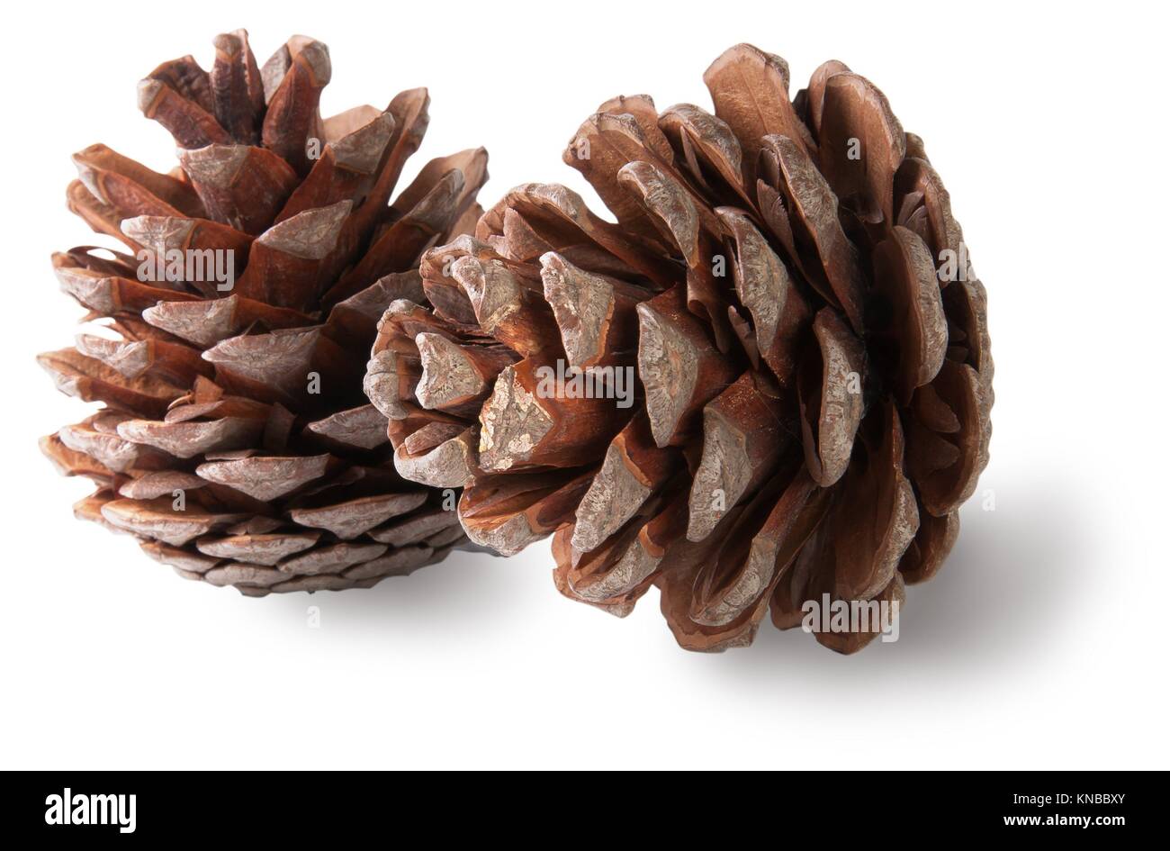 Two juniper cones isolated on white background Stock Photo - Alamy