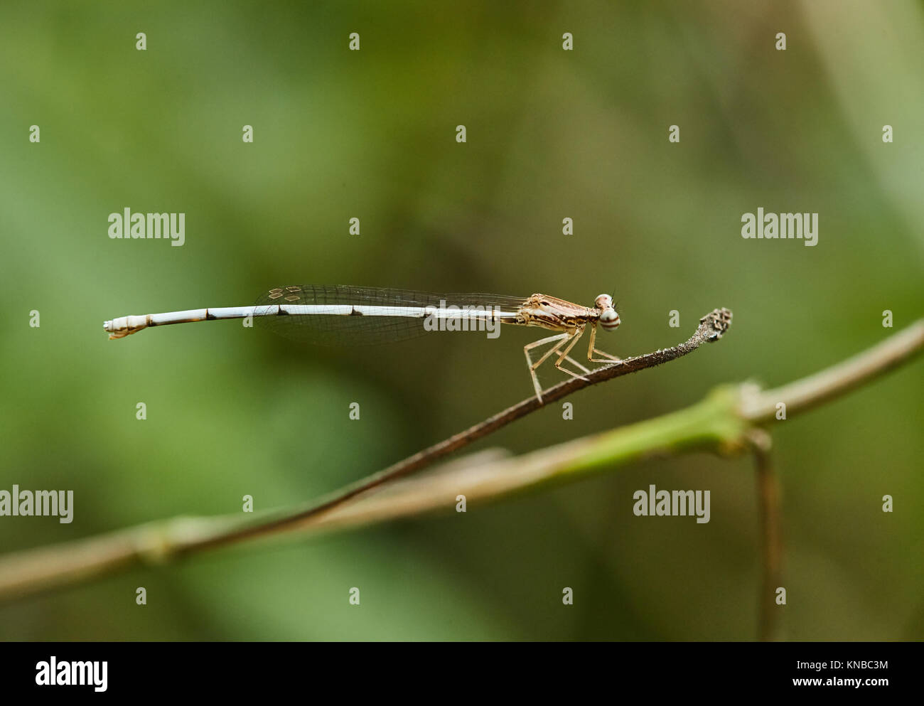 bugs, spiders, fly, dragon fly from our home surroundings in natural ...