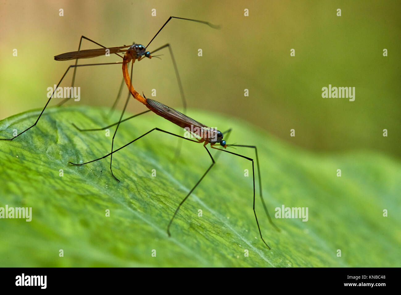 mating of two flies, bugs, spiders, fly, dragon fly from our home ...