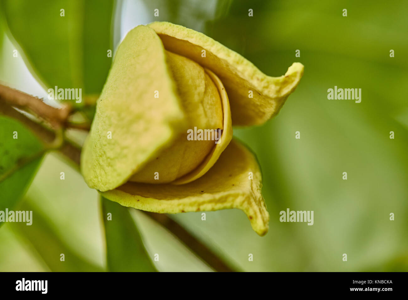 Flower of soursop or prickly custard apple or durian belanda or ...
