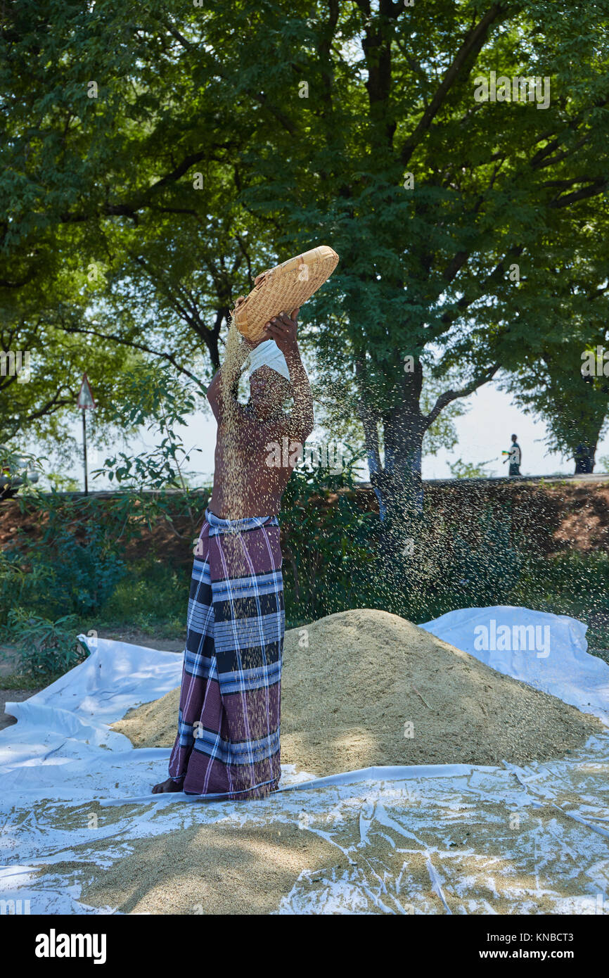 Ancient asian farmer winnowing rice by using bamboo basketwork Stock ...