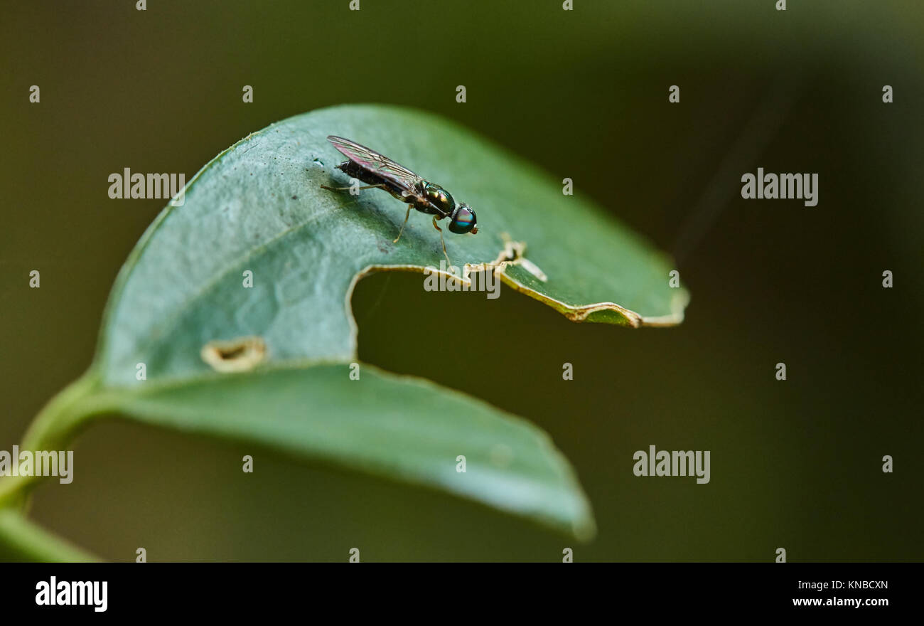 bugs, spiders, fly, dragon fly from our home surroundings in natural ...