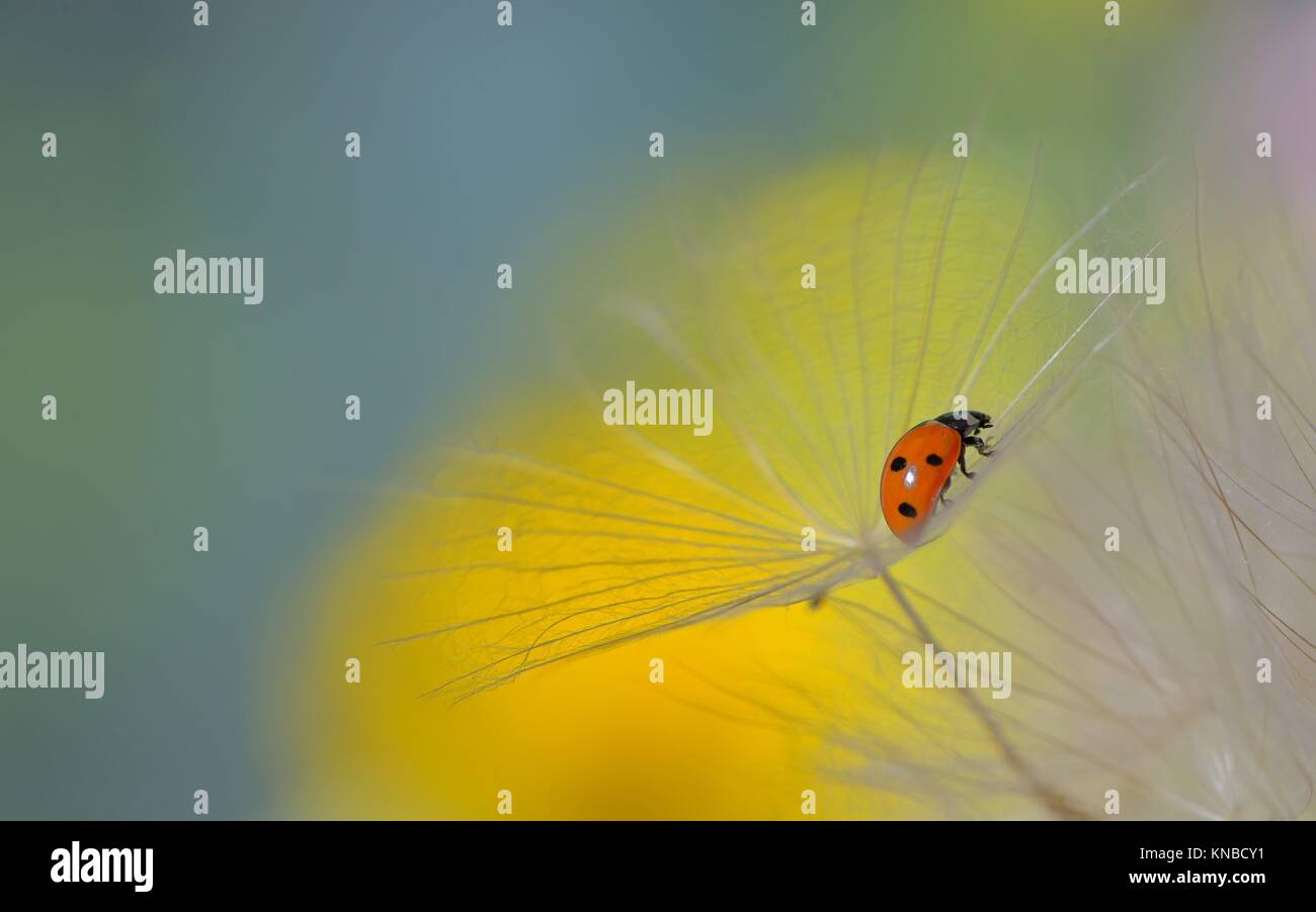 Ladybird ladybug morning dew hi-res stock photography and images - Alamy
