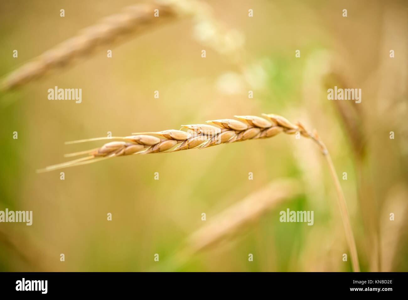 Wholegrain spelt hi-res stock photography and images - Alamy