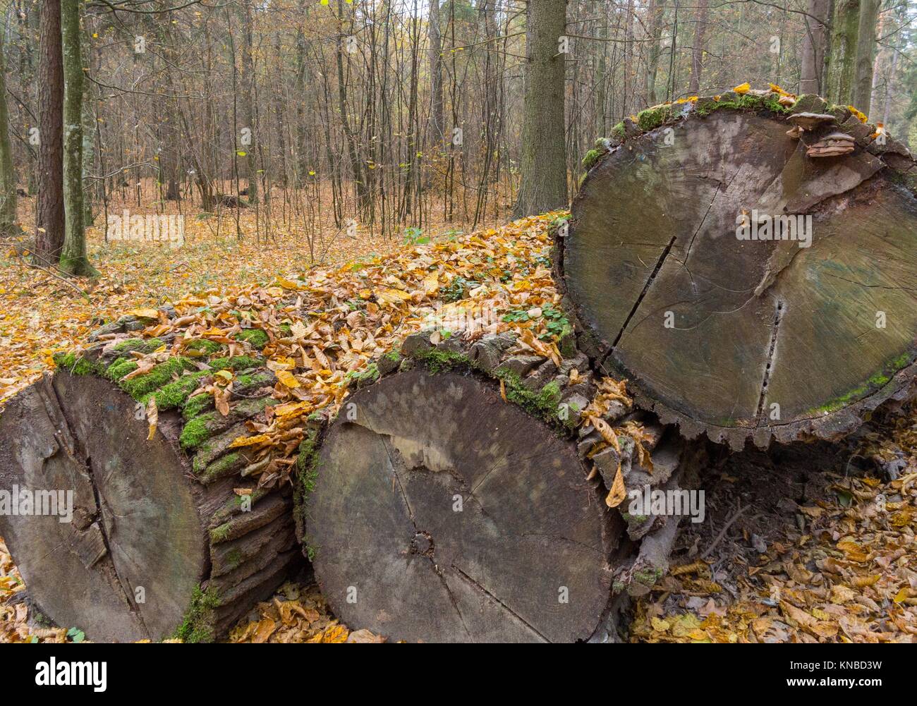 Oak wood stack hi-res stock photography and images - Alamy