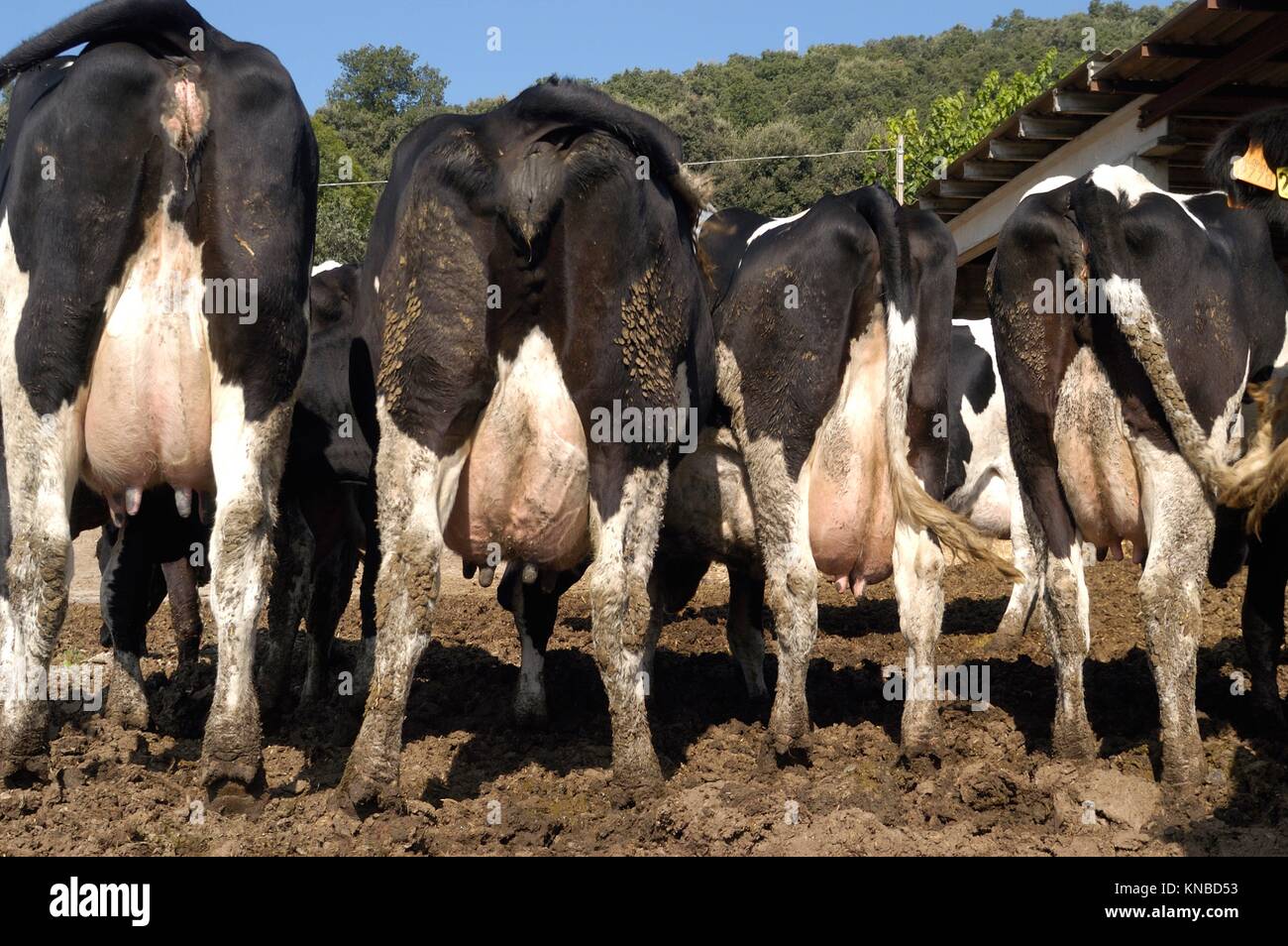 Backside cow hi-res stock photography and images - Alamy