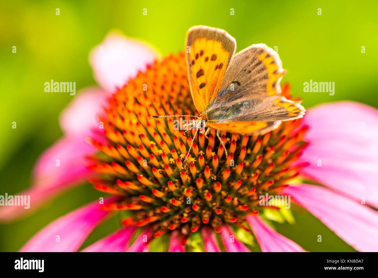 American cone flower hi-res stock photography and images - Alamy
