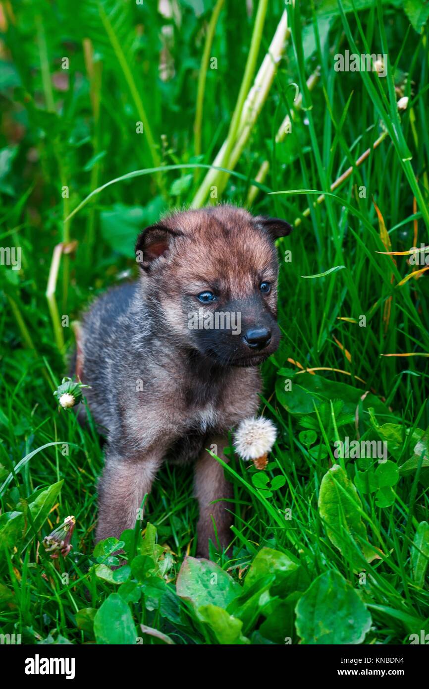 Wolf cubs hi-res stock photography and images - Alamy