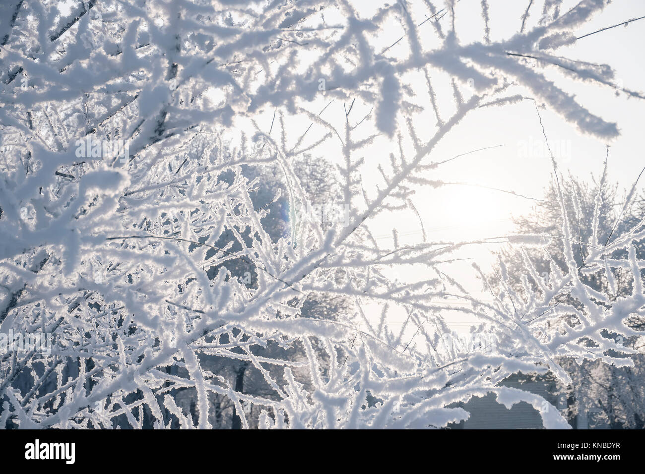 Winter species of snow-covered tree branches against Stock Photo - Alamy