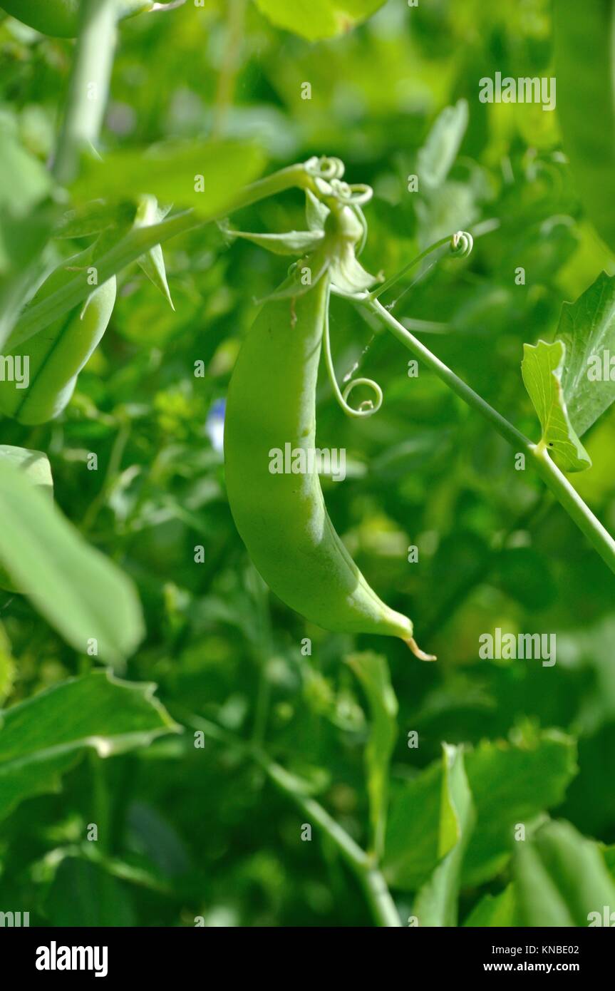 Pea agriculture hi-res stock photography and images - Alamy