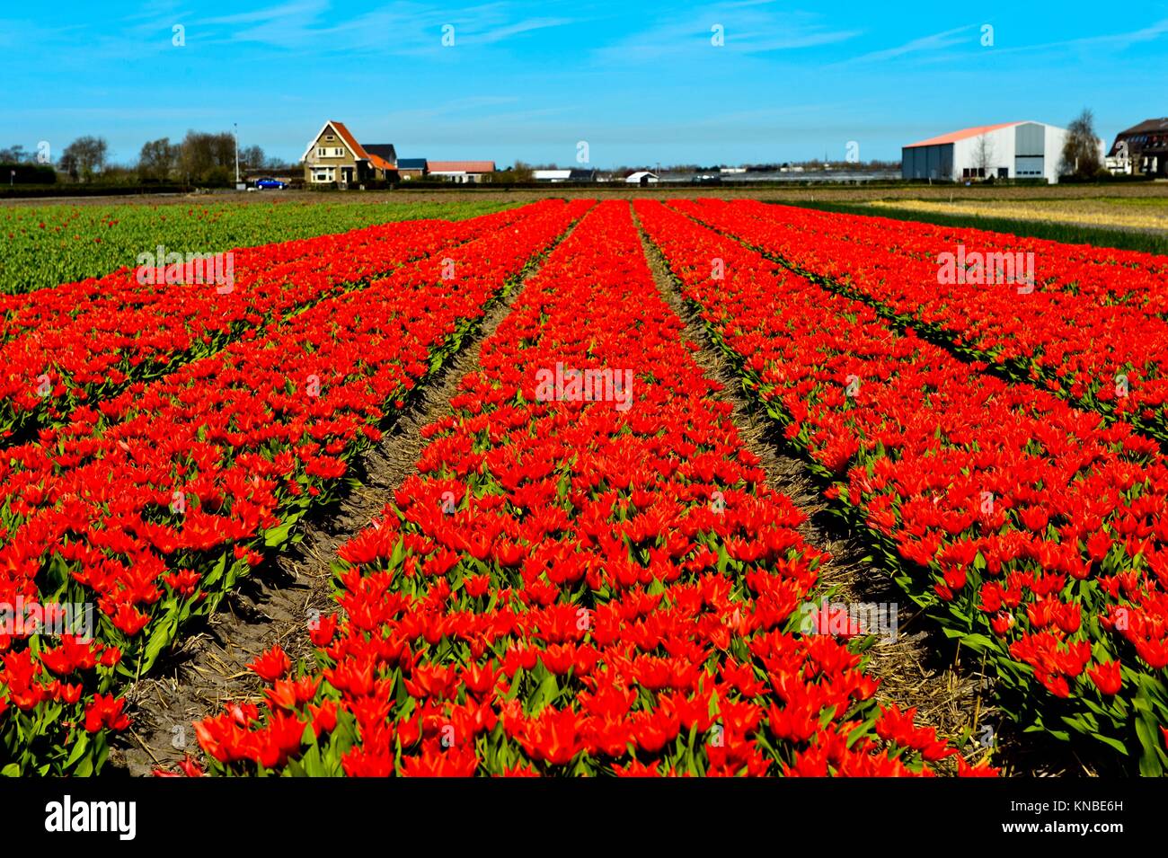 Dwarf tulips hi-res stock photography and images - Alamy