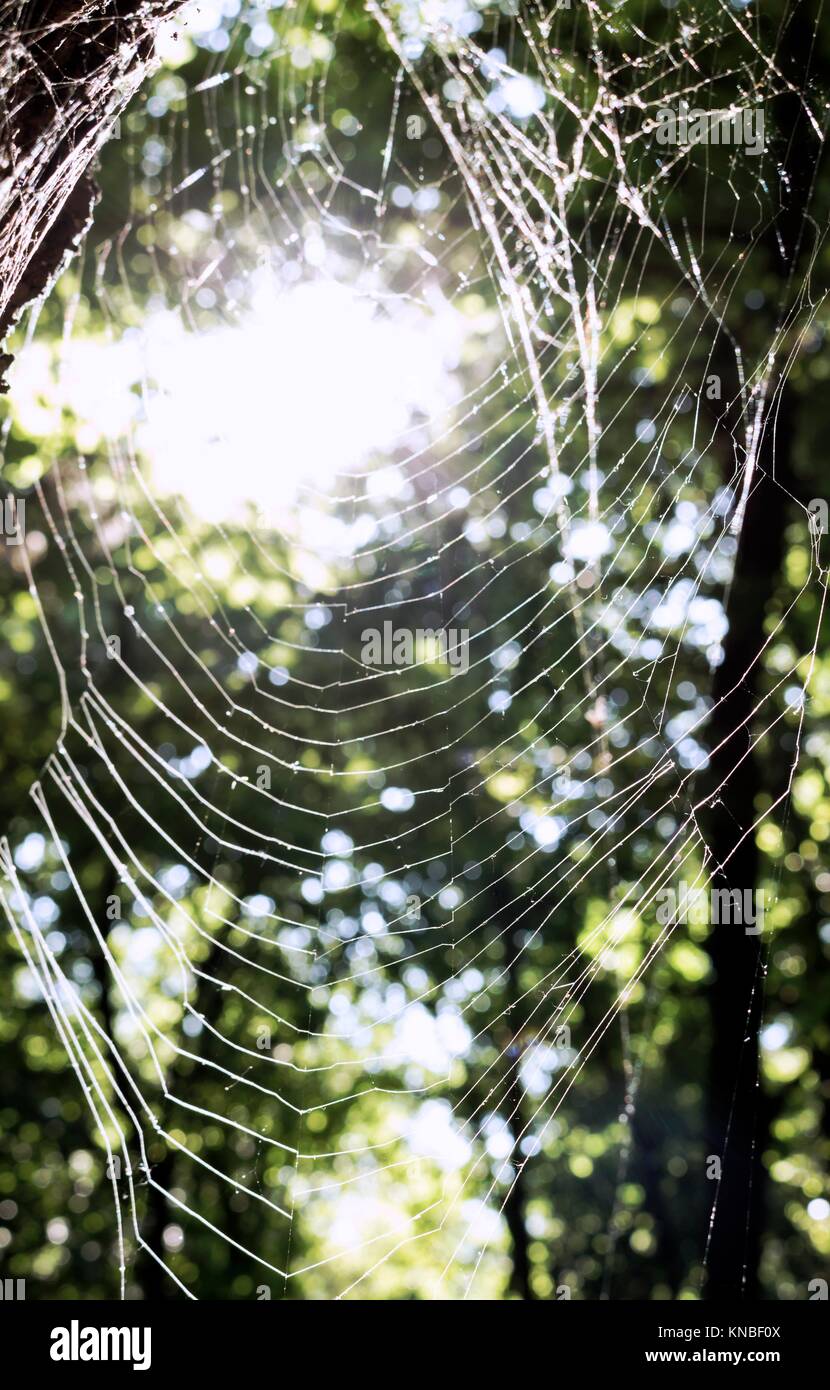 Spider Lightning High Resolution Stock Photography and Images - Alamy