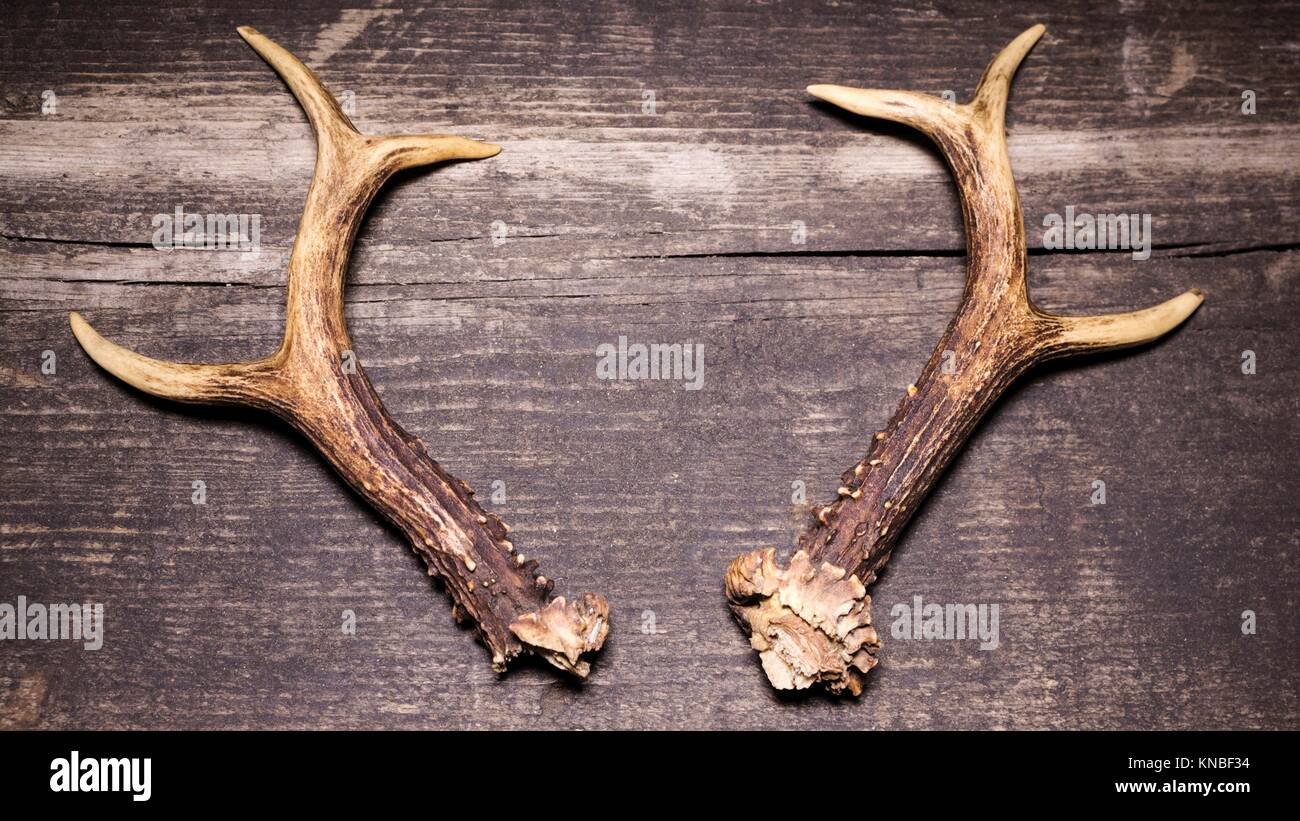 Antler anatomy hi-res stock photography and images - Alamy