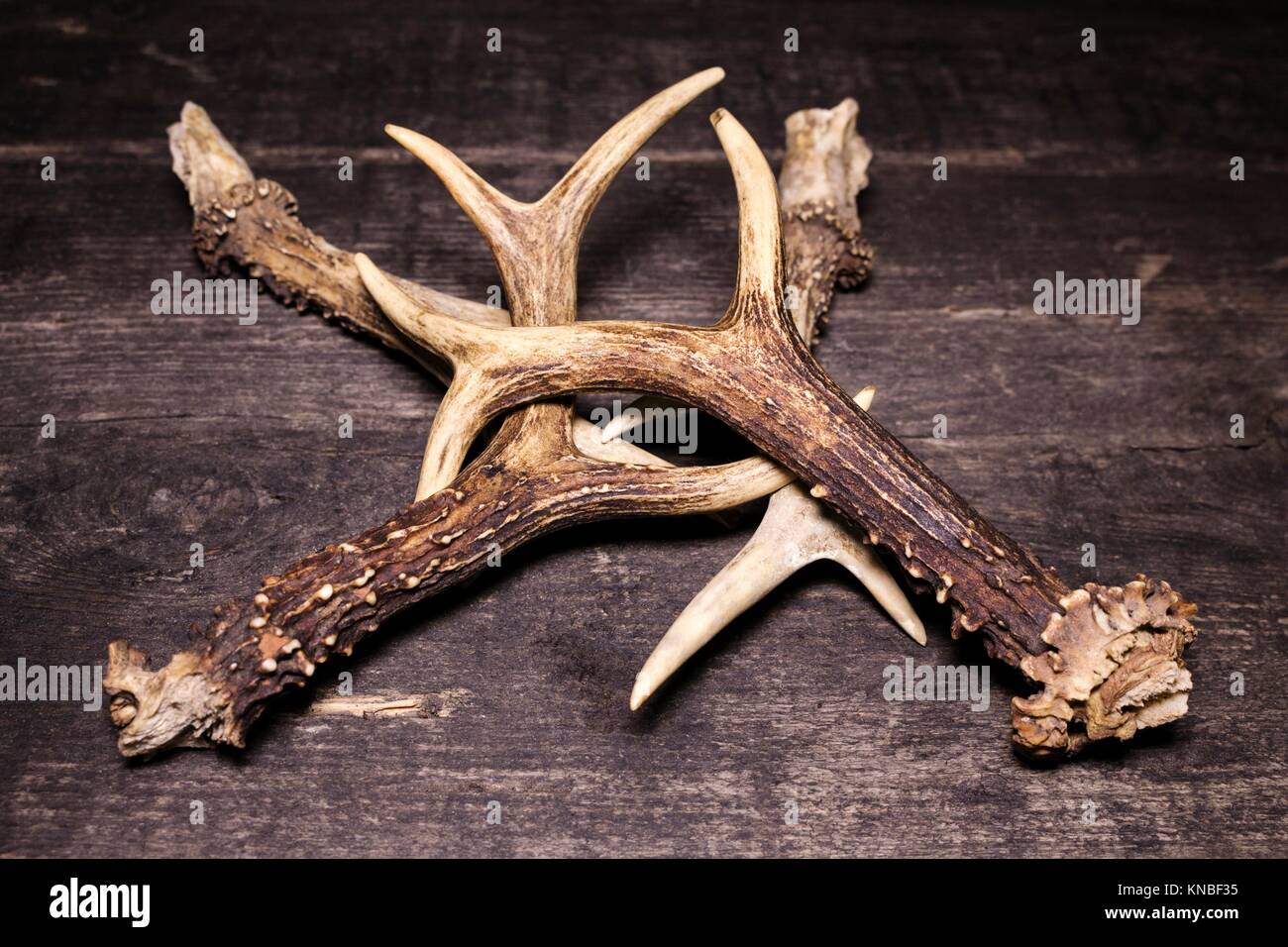 Antler headdress hi-res stock photography and images - Alamy