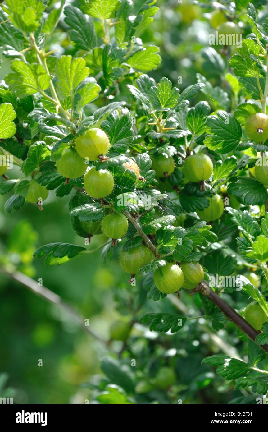 Gooseberry tree hi-res stock photography and images - Alamy