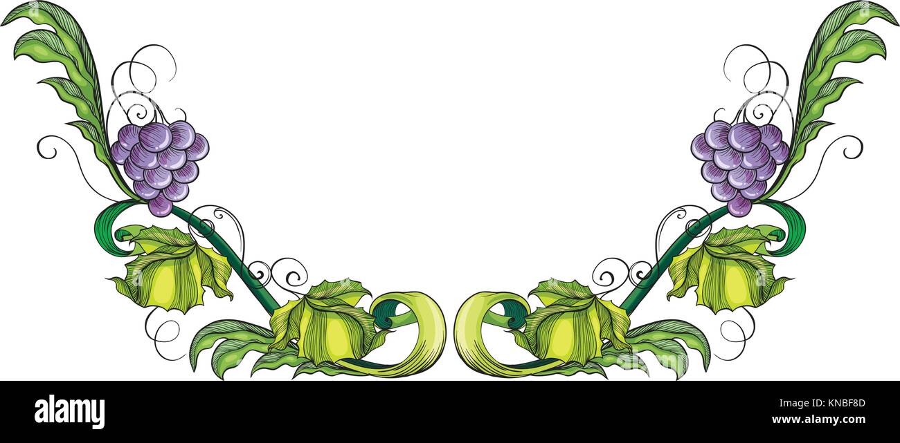 Illustration of a grapevine plant on a white background Stock Vector ...