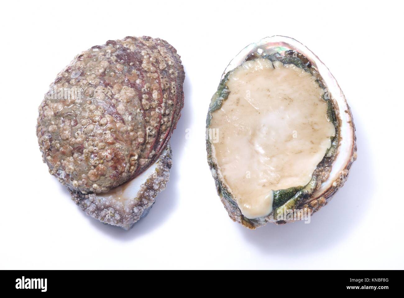 Sea abalone hi-res stock photography and images - Alamy