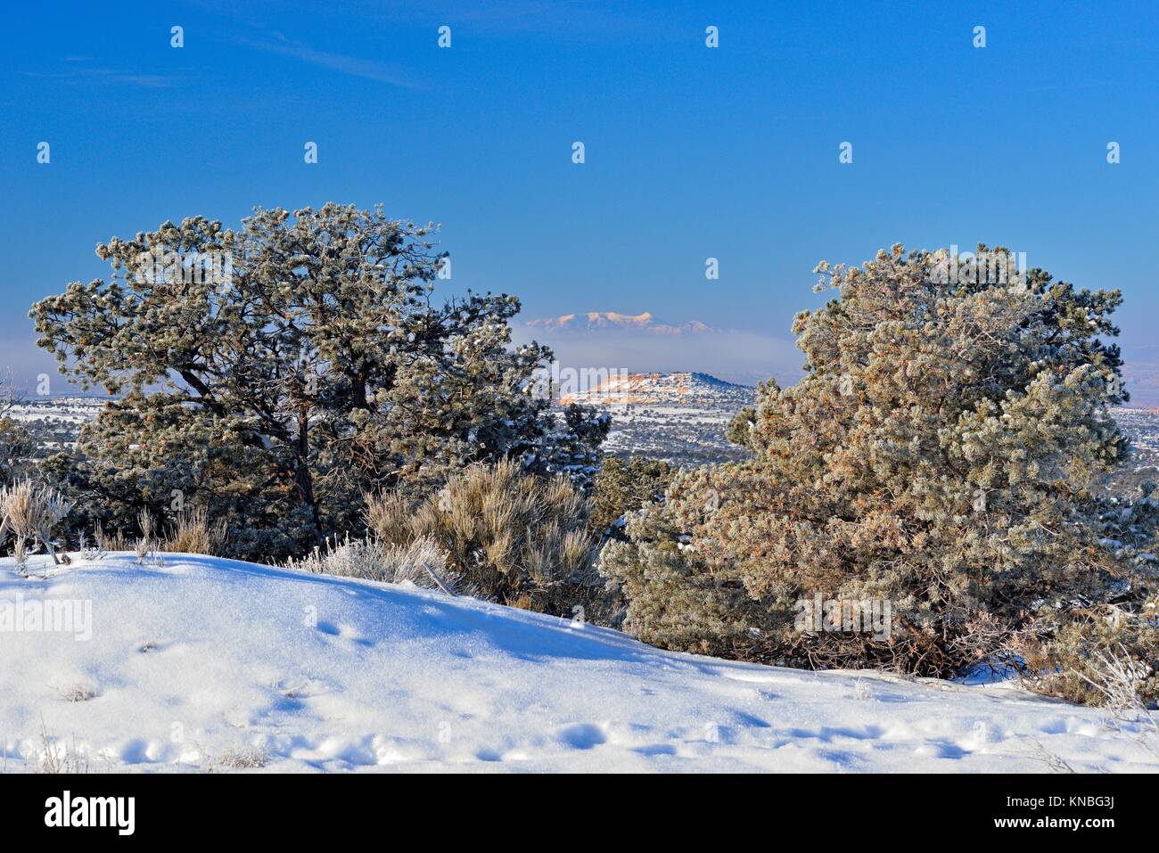 Juniper desert park weathered hi-res stock photography and images - Alamy