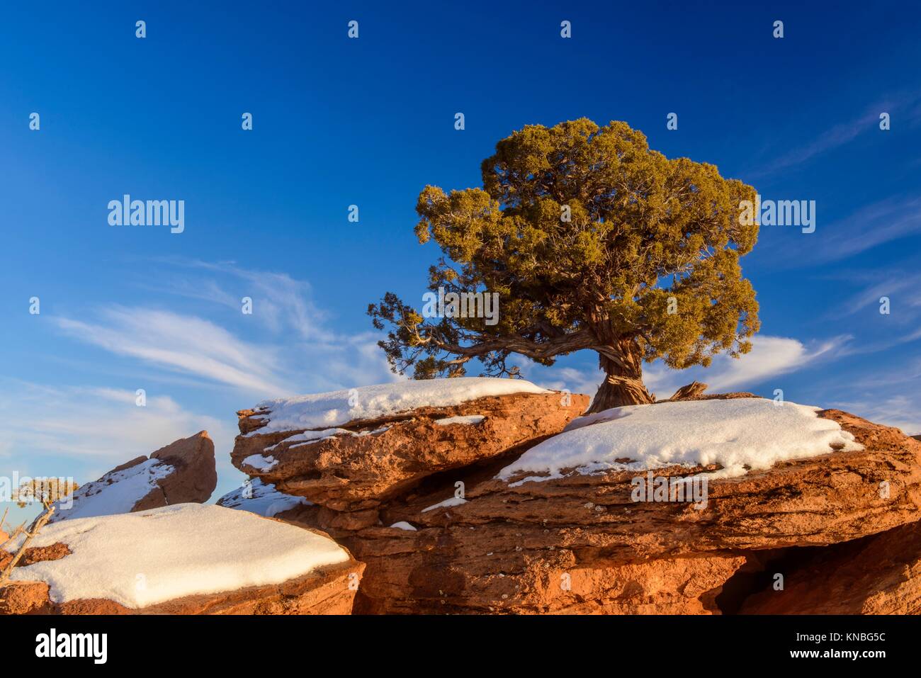 Pinyon Juniper Winter High Resolution Stock Photography and Images - Alamy