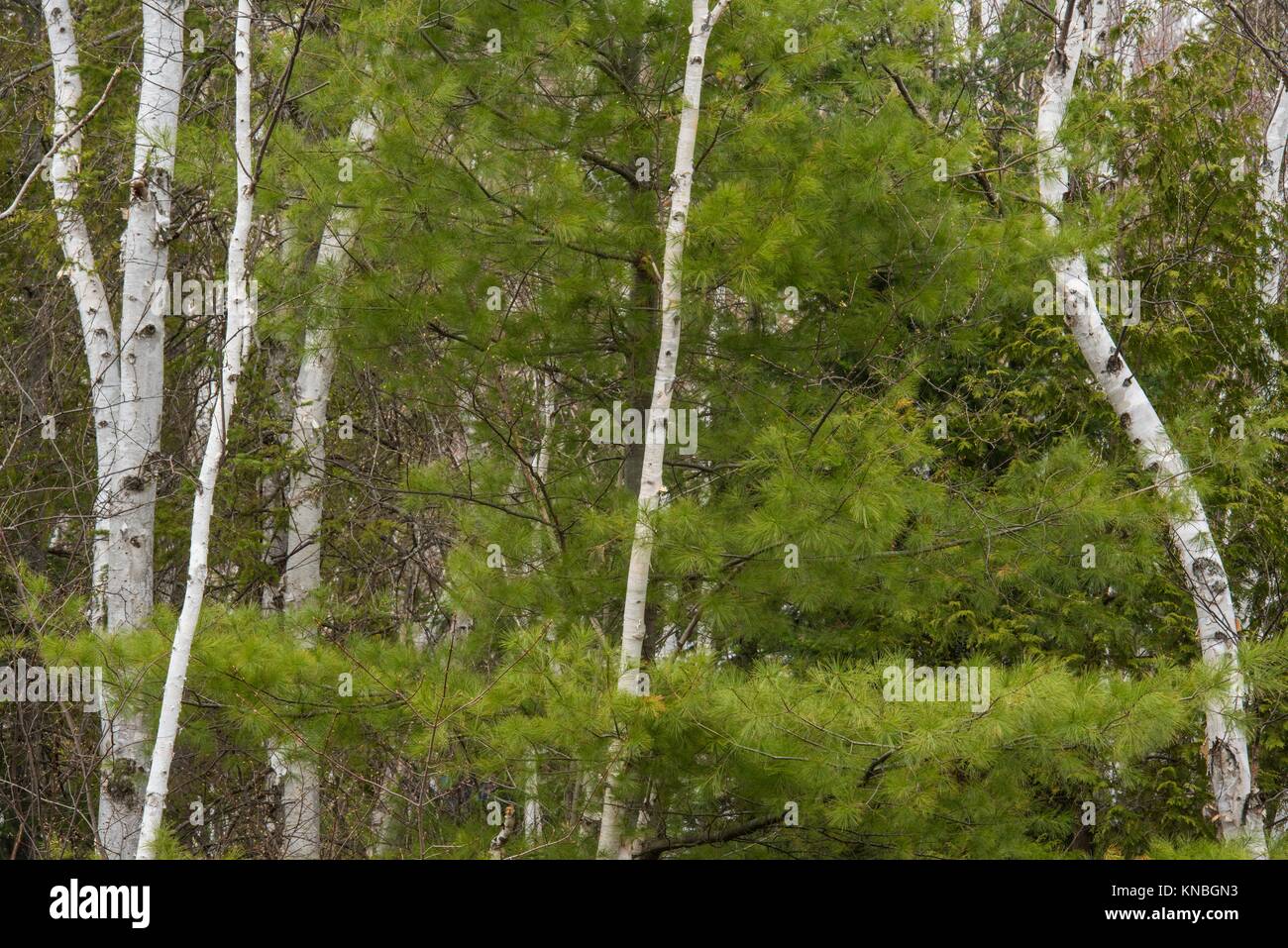 Canada tree trunk hi-res stock photography and images - Alamy