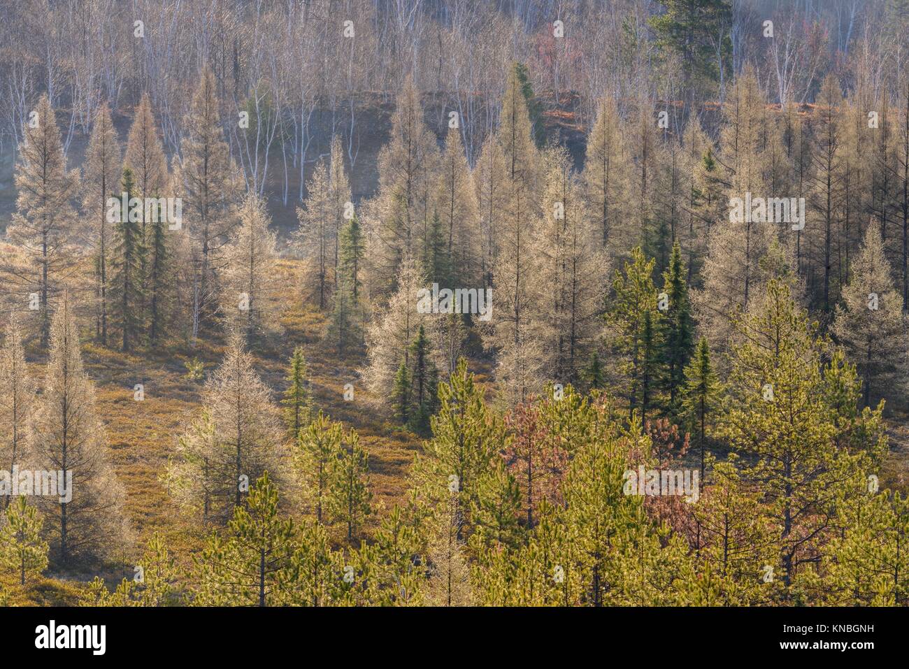 Freshwater bog ecosystem hi-res stock photography and images - Alamy