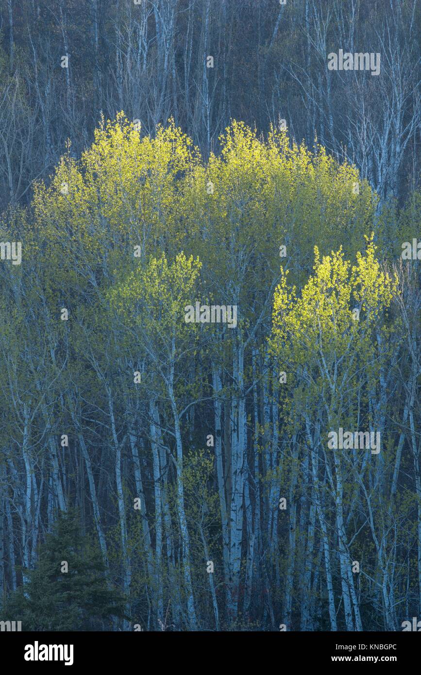 Aspen tree tree hi-res stock photography and images - Alamy