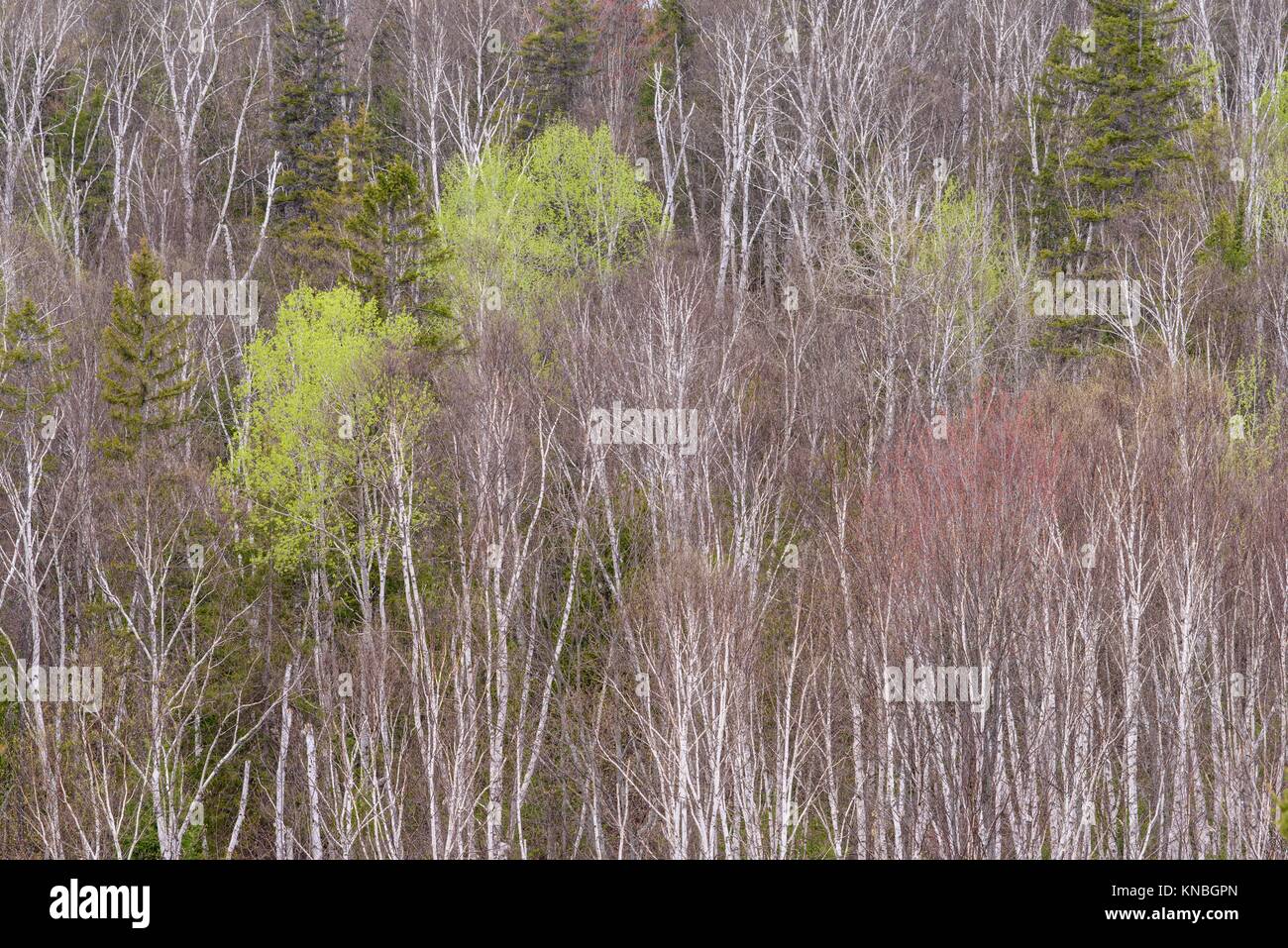 Early america forest hi-res stock photography and images - Alamy
