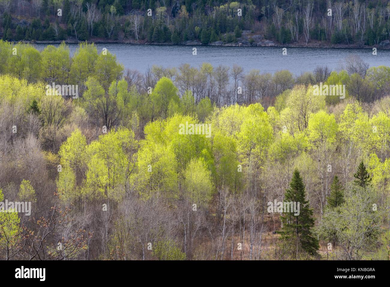Mixed tree species hi-res stock photography and images - Alamy