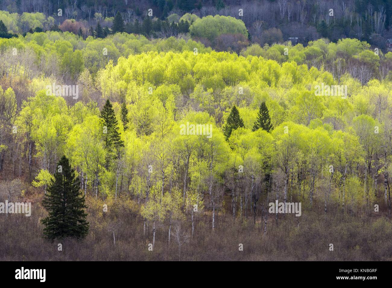 Mixed tree species hi-res stock photography and images - Alamy