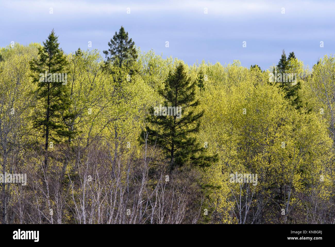Mixed Forest Canada High Resolution Stock Photography and Images - Alamy