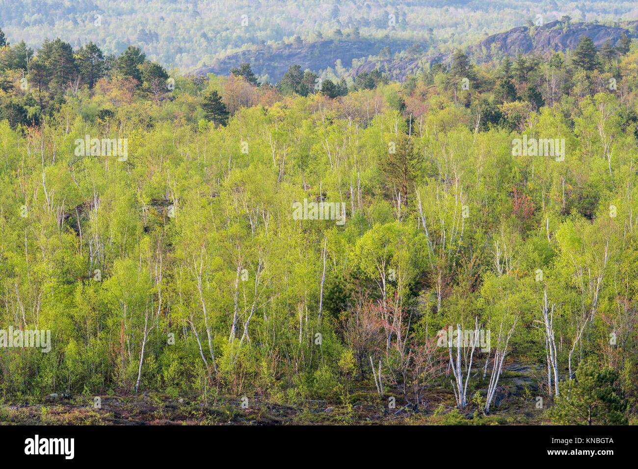 Mixed forest ecosystem hi-res stock photography and images - Alamy
