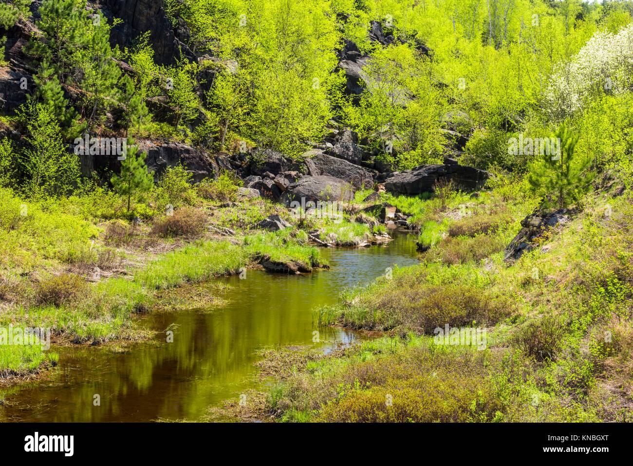 Small aspen tree hi-res stock photography and images - Alamy